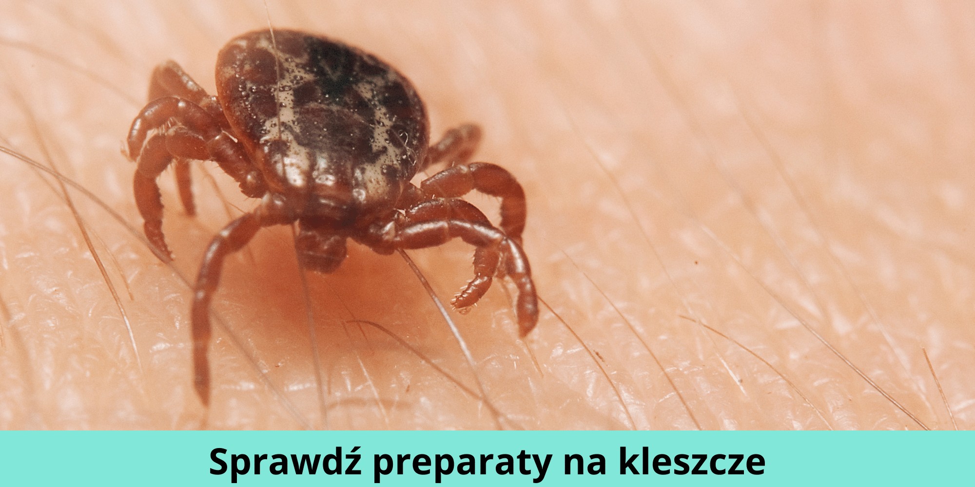 Co odstrasza kleszcze - jakie preparaty na kleszcze dla dzieci i dorosłych?