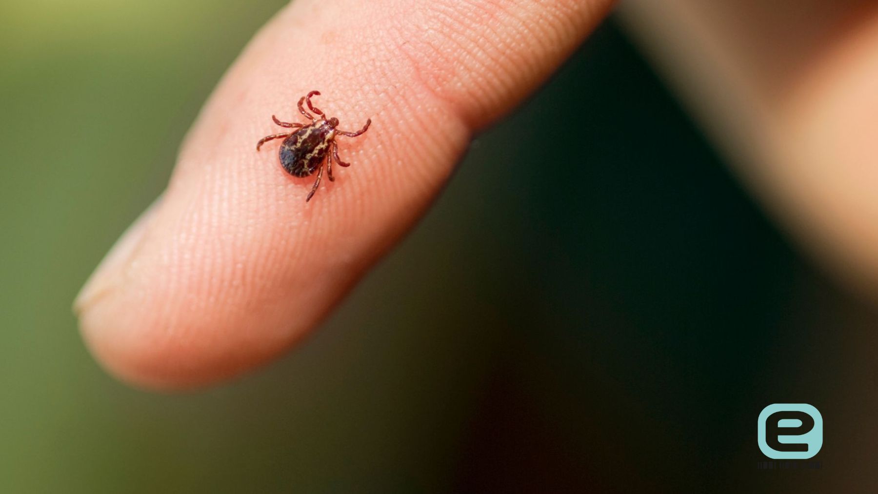 Urwany kleszcz - co robić, czy jest niebezpieczny?