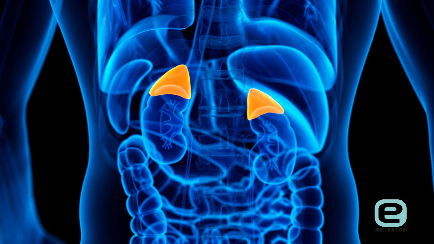 Nadnercza - co to jest, gdzie jest, funkcje, hormony
